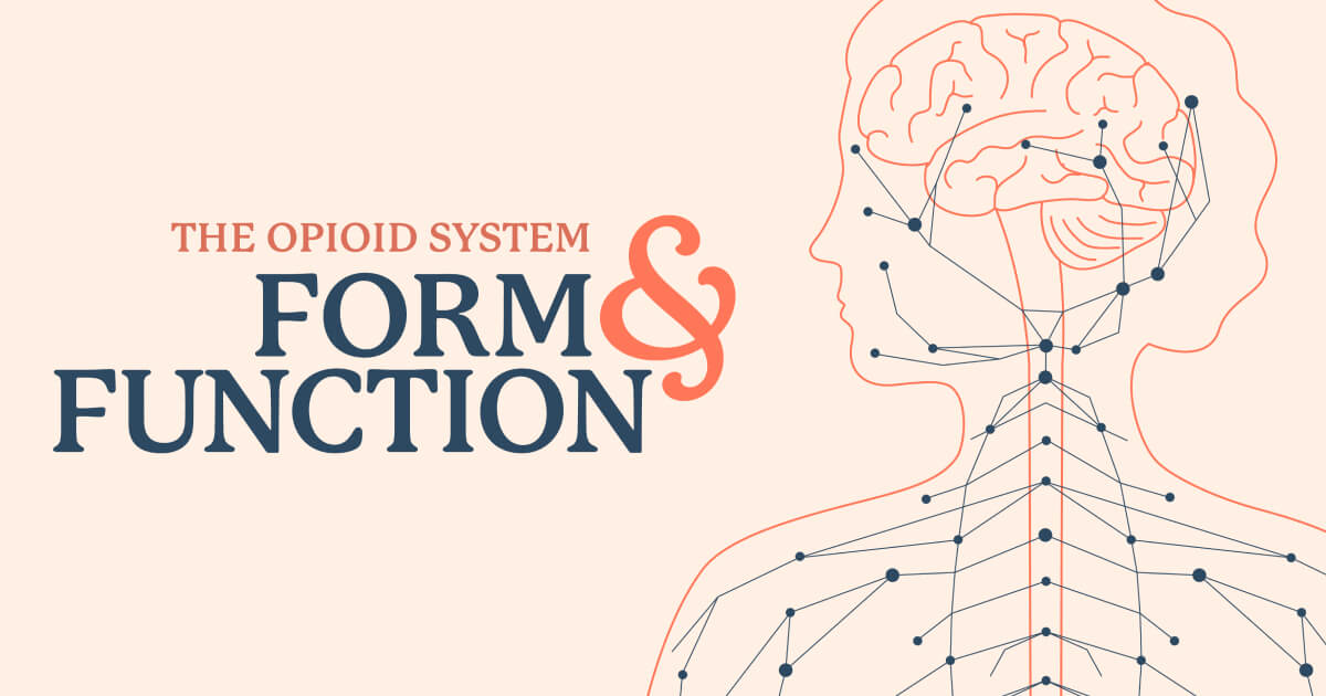 The Opioid System | Form & Function